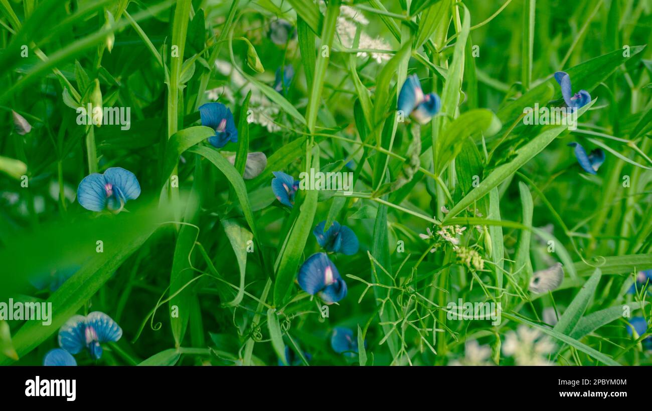 Flowers of various colors have bloomed in the crop fields of Bangladesh ...