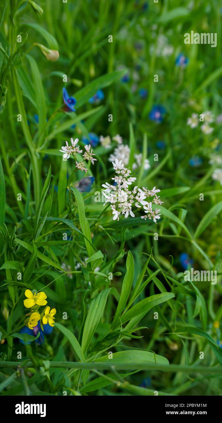 Green field of Bangladesh. White coriander flower. Photo of white ...