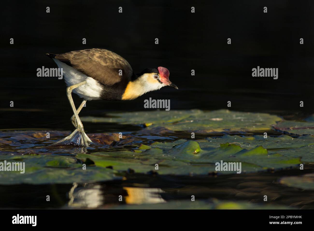Lily trotter hi-res stock photography and images - Alamy