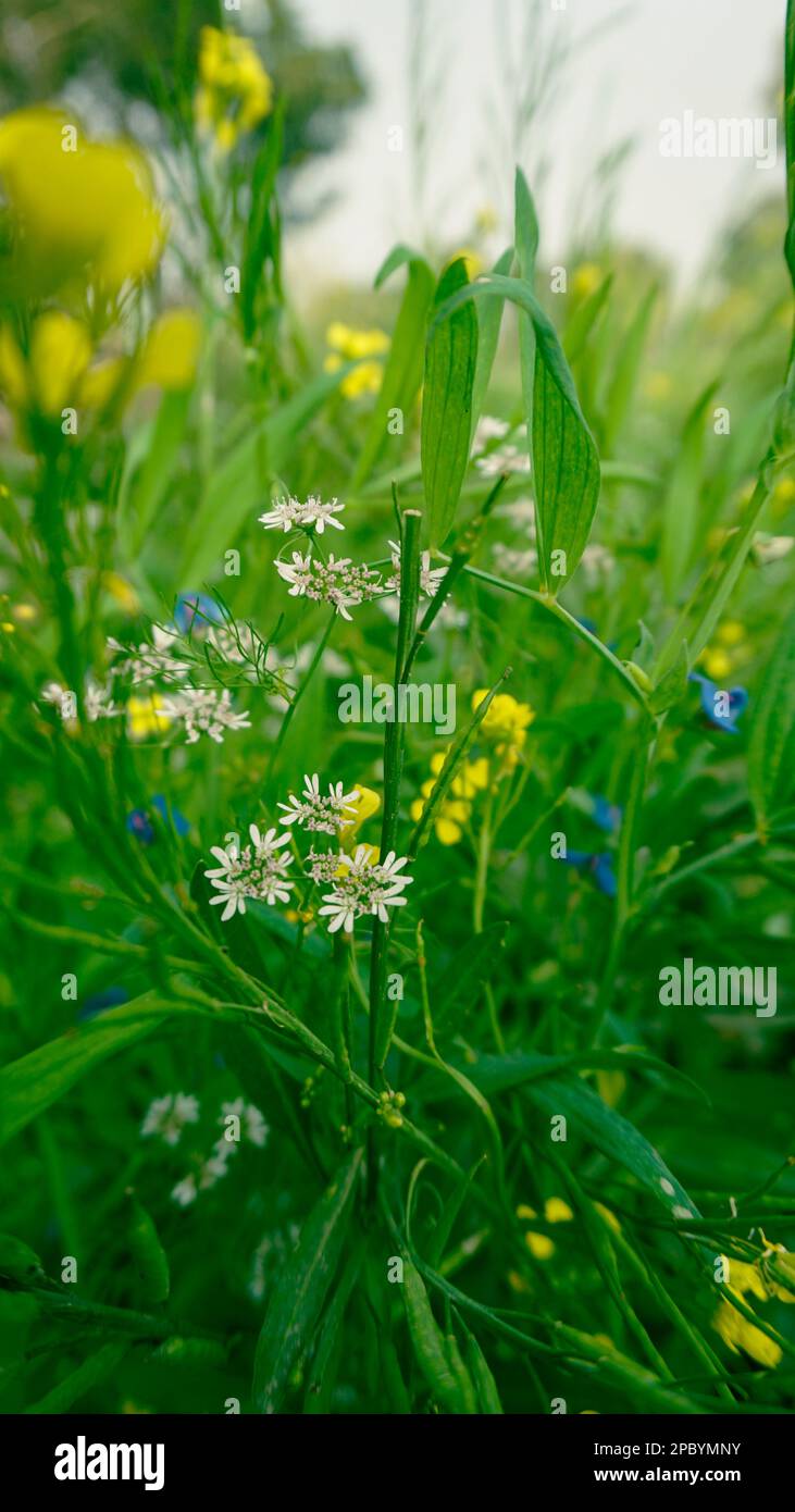 Different colors of flowers are blooming in the crop fields of ...