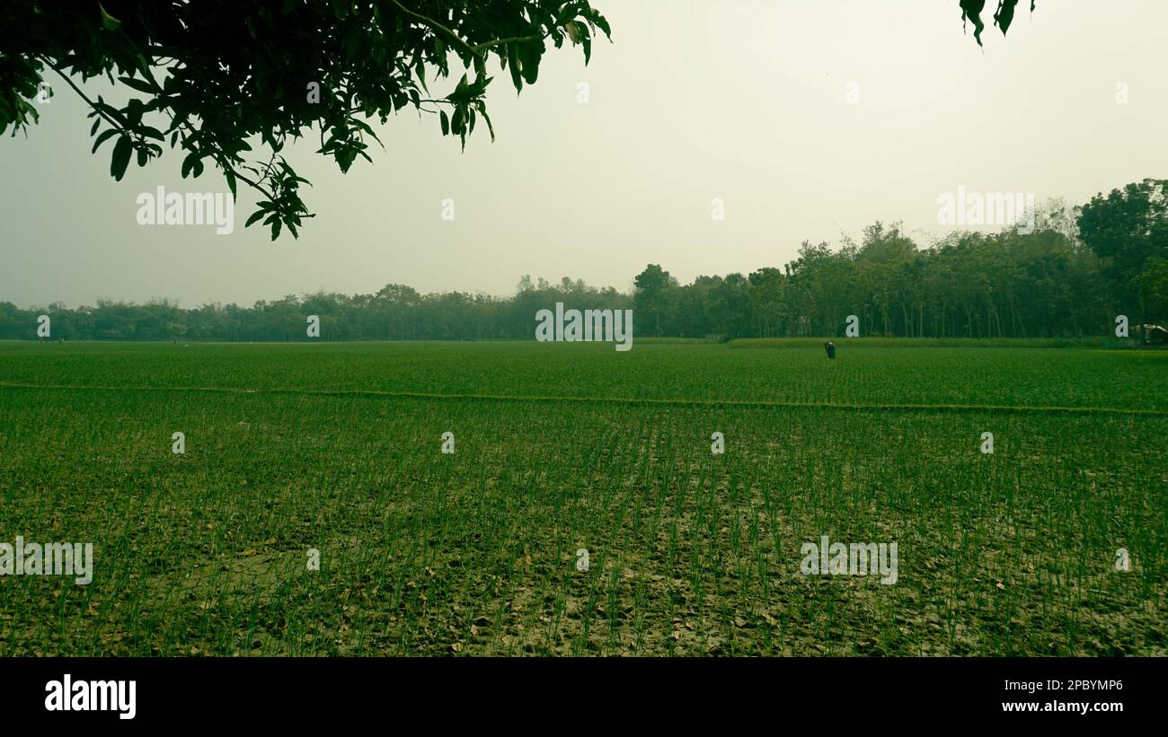 Green crop field of Bangladesh. This is a view of the open field of a ...