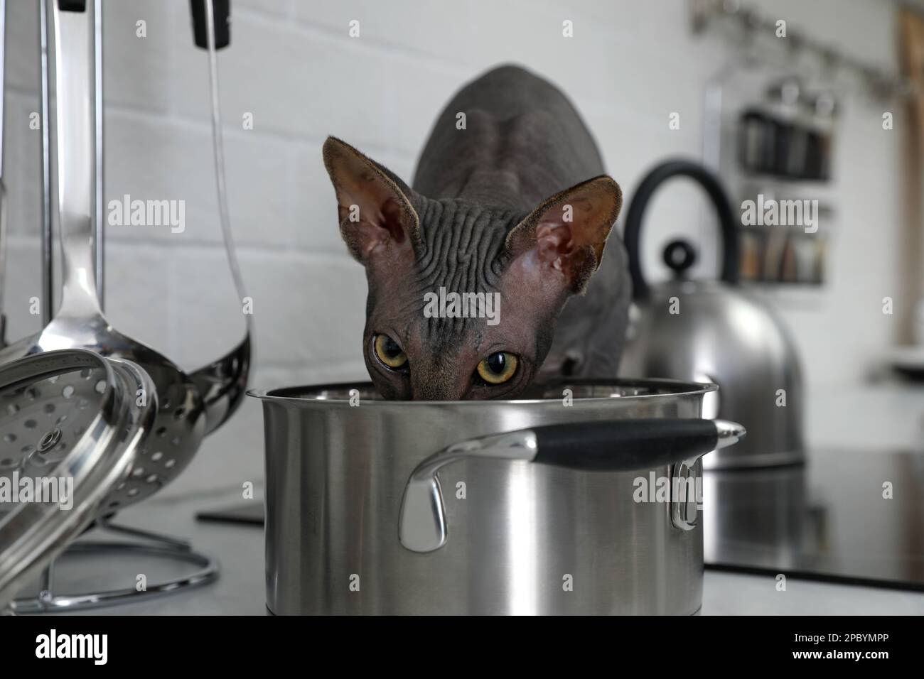Pot on kitchen hi-res stock photography and images - Alamy