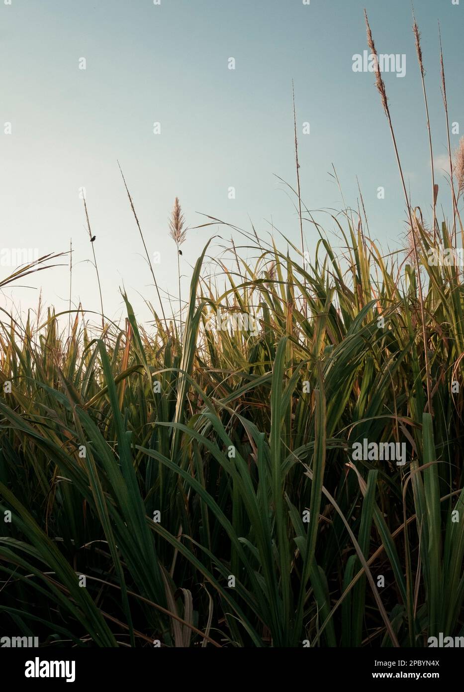 A sugar cane field, with birds in the background. The plants are ready ...