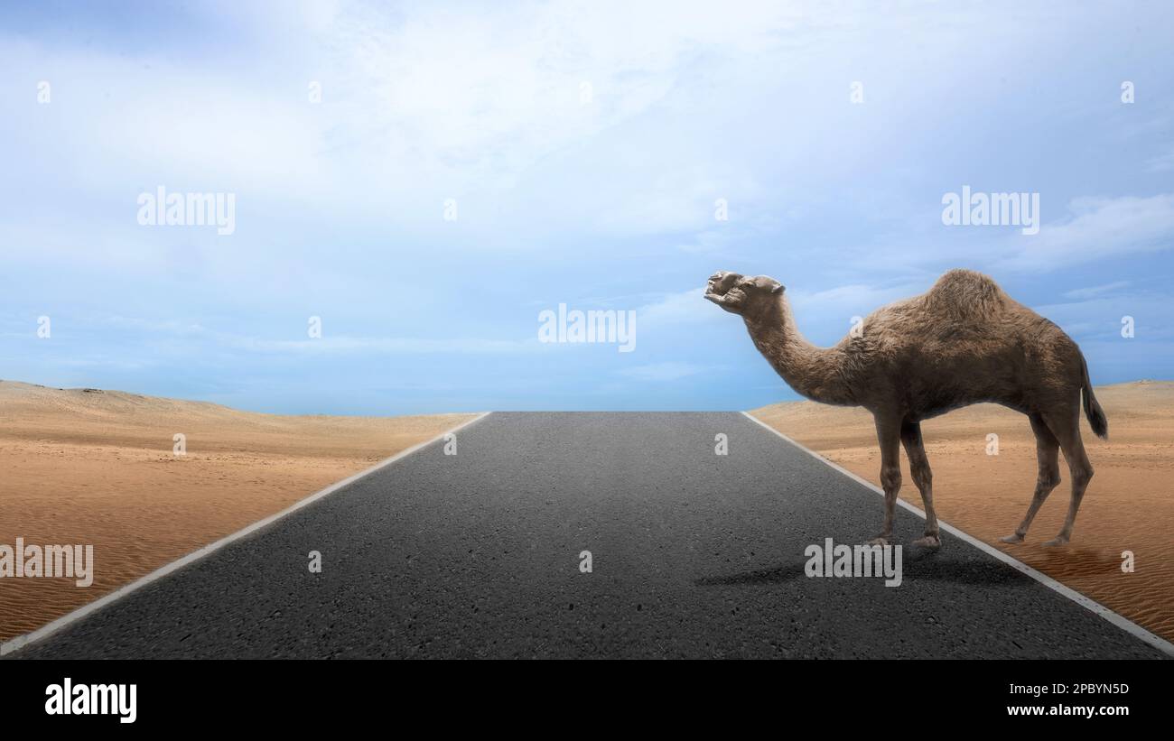 Camel crossing the street in the desert with blue sky background Stock ...