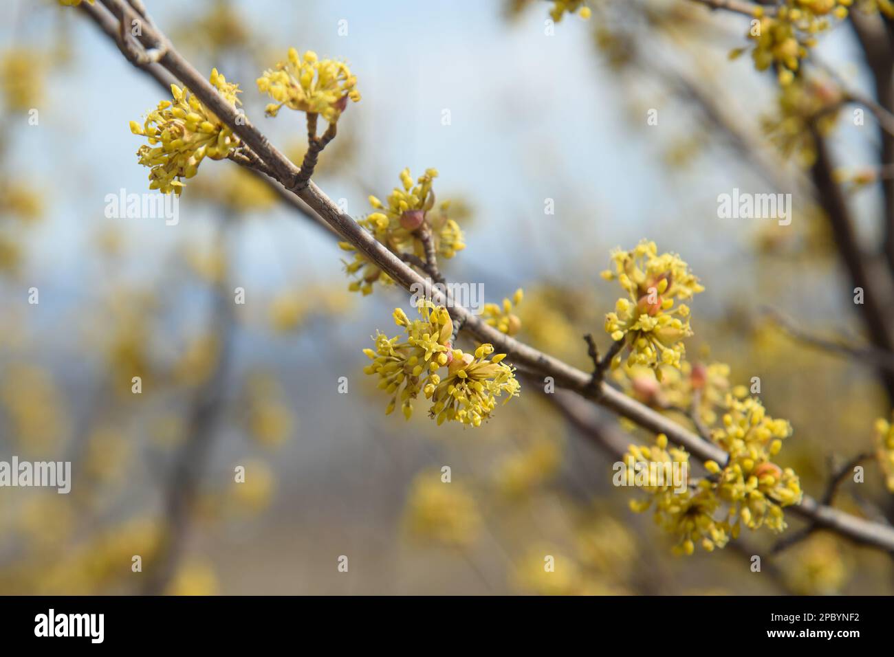 Cornus officinalis flower hi-res stock photography and images - Alamy