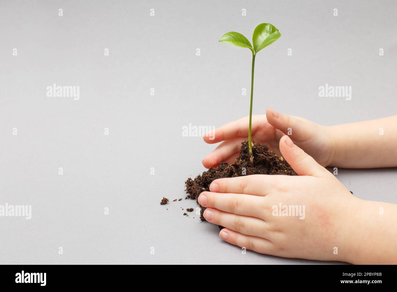 Small green plant sprout seedling growing from soil and a kids hands ...