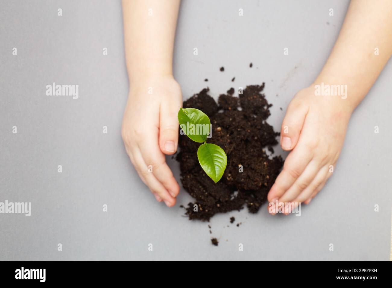 Small green plant sprout growing from soil and a kids hands protecting ...