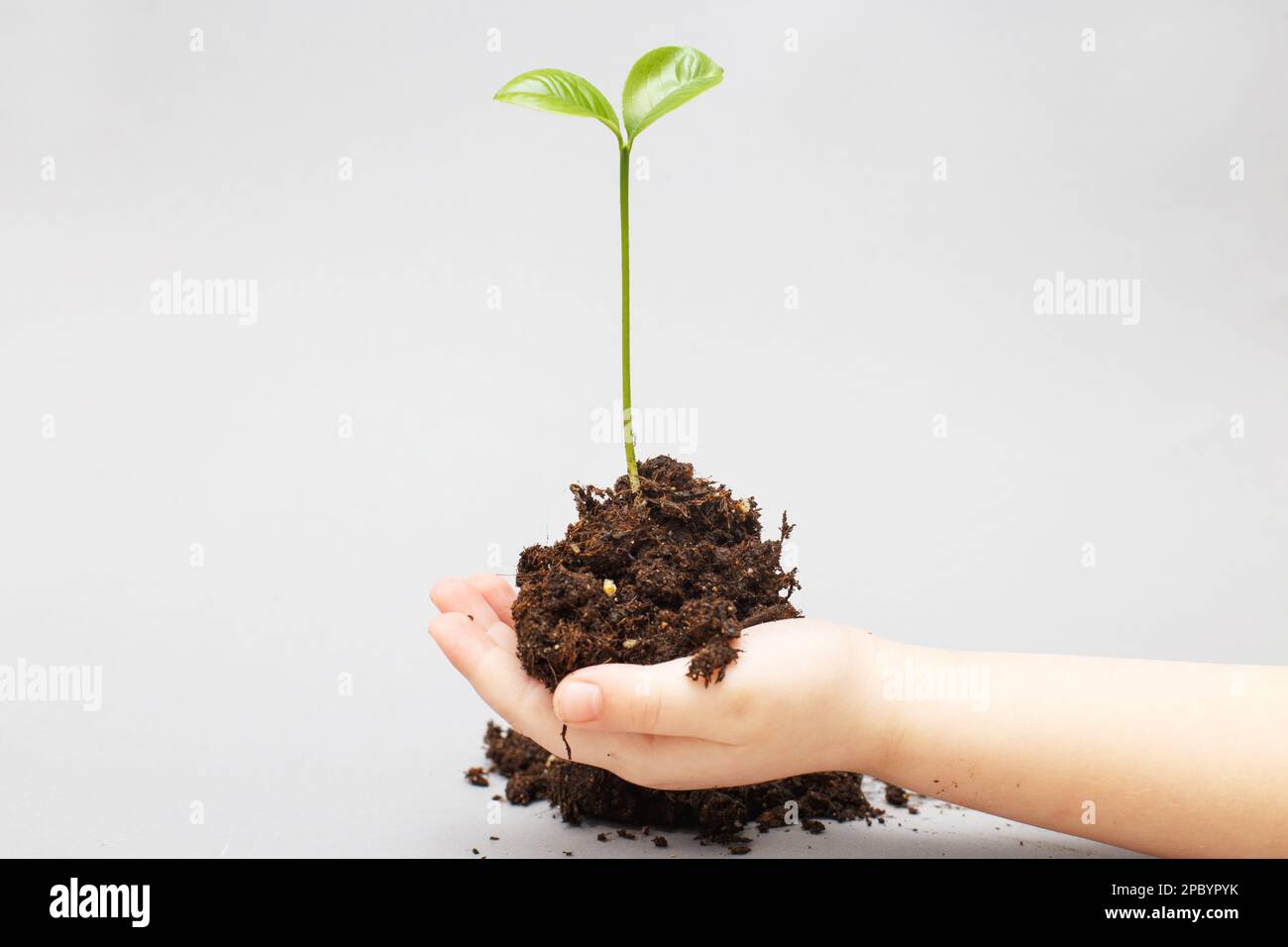Small green plant sprout seedling growing from soil and a kids hands ...