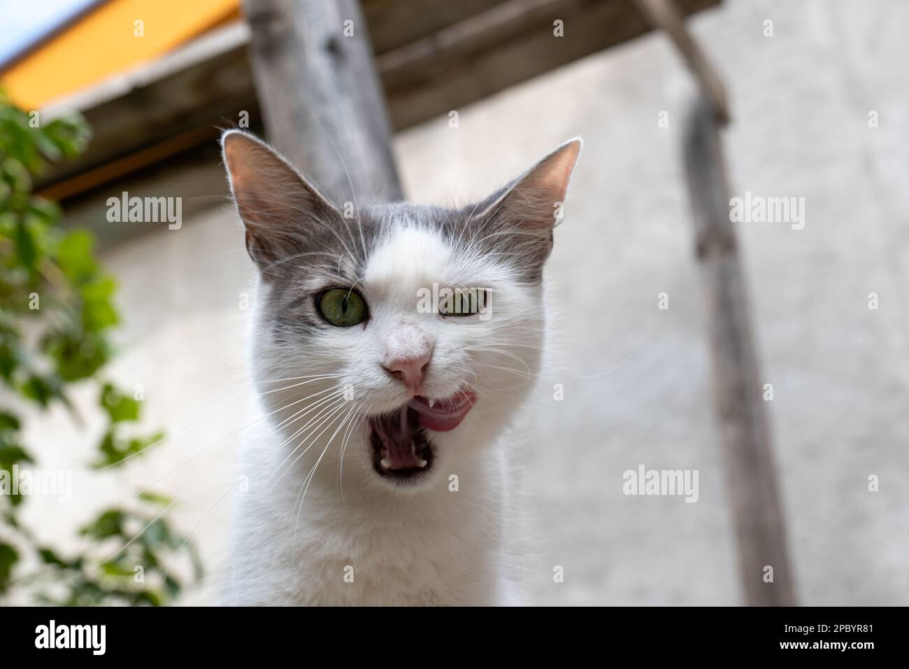White stray cat portrait in a yard. Close up shot, cat looking into the ...