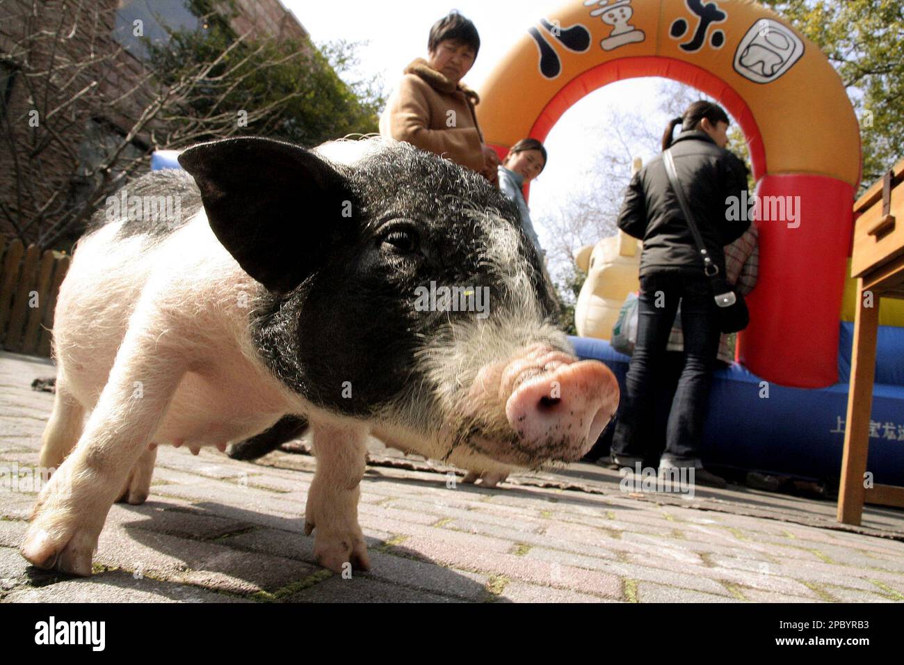 A miniature pig waits for visitors to feed them at a zoo, Thursday Feb ...