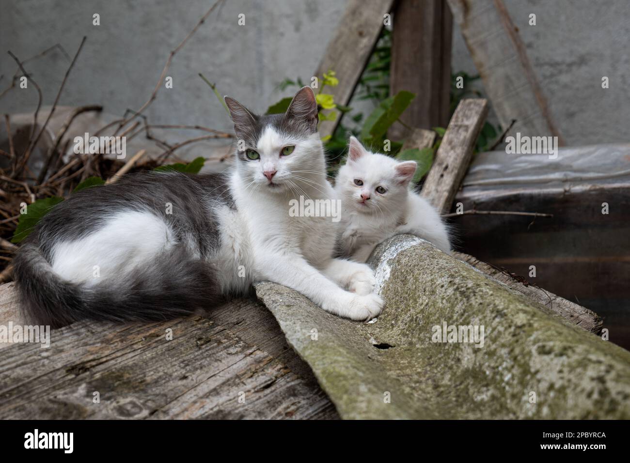White stray cat and her young kitten sitting in a yard on a pile of ...