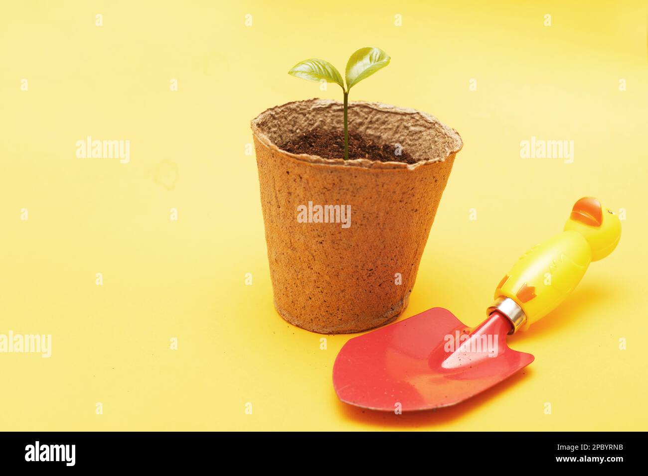 Orange seedling hi-res stock photography and images - Alamy