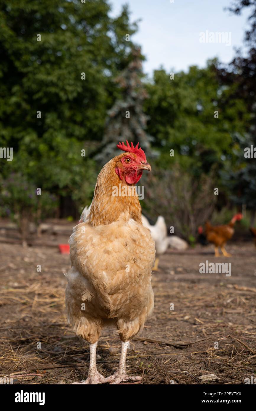 Single rooster in a country house yard, no people Stock Photo - Alamy
