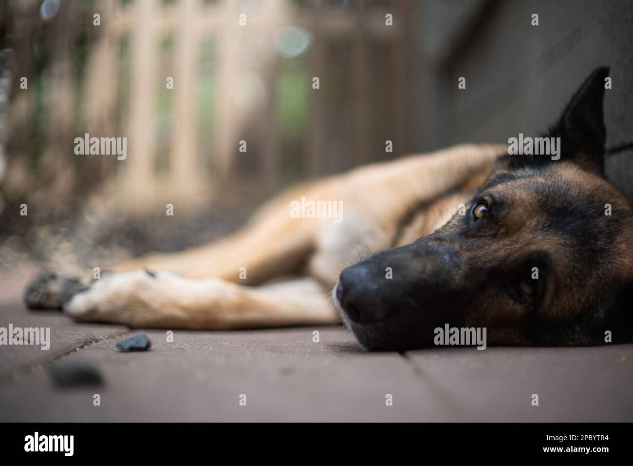 Adult German shepherd sheepdog close up headshot low angle, shallow ...