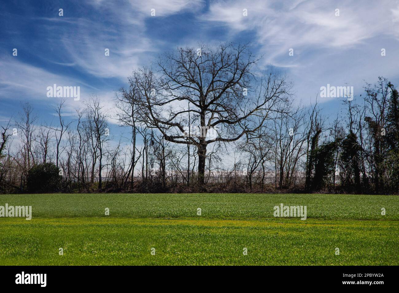 line of trees bordering the cultivated field Stock Photo - Alamy