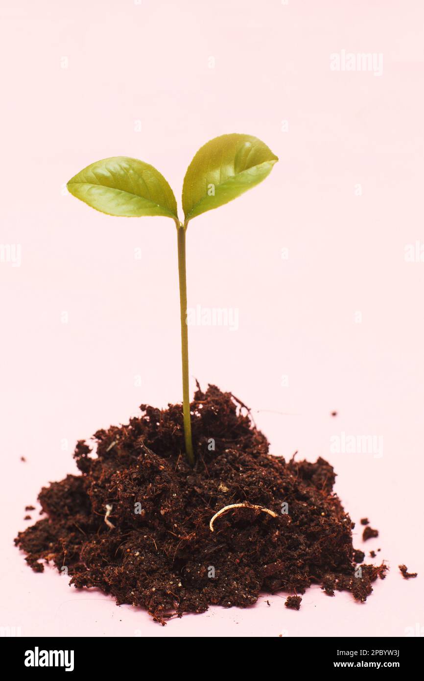 Small sprout seedling in a pile of soil isolated on a pink paper ...