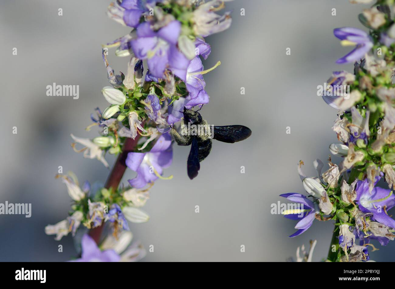 Violet carpenter bee (Xylocopa violacea) on flowers in Croatia ...