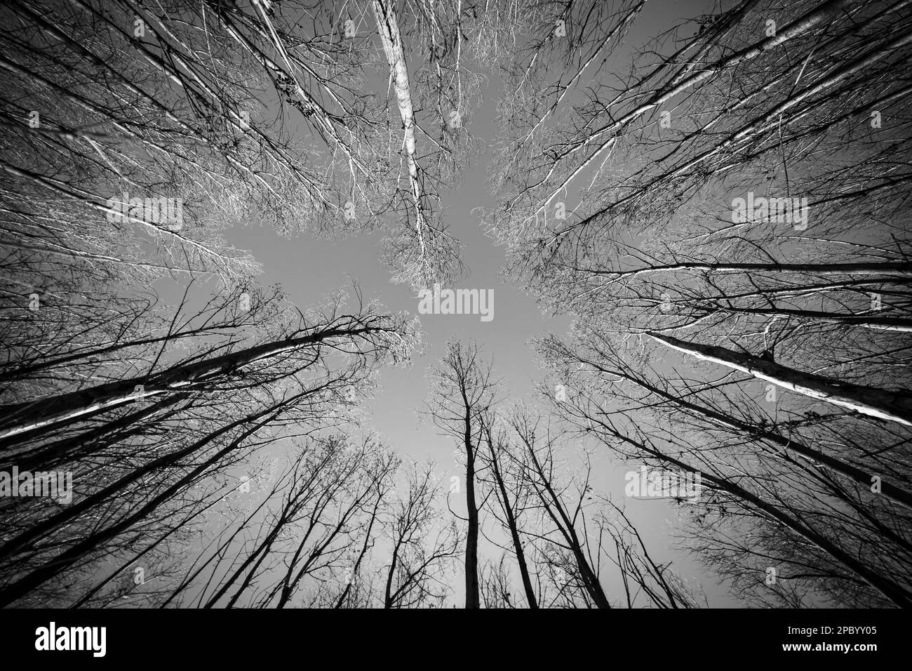 trees seen from below Stock Photo - Alamy