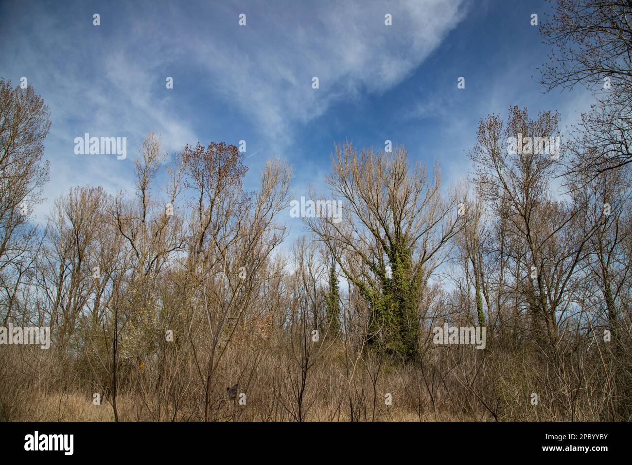 line of trees bordering the cultivated field Stock Photo - Alamy