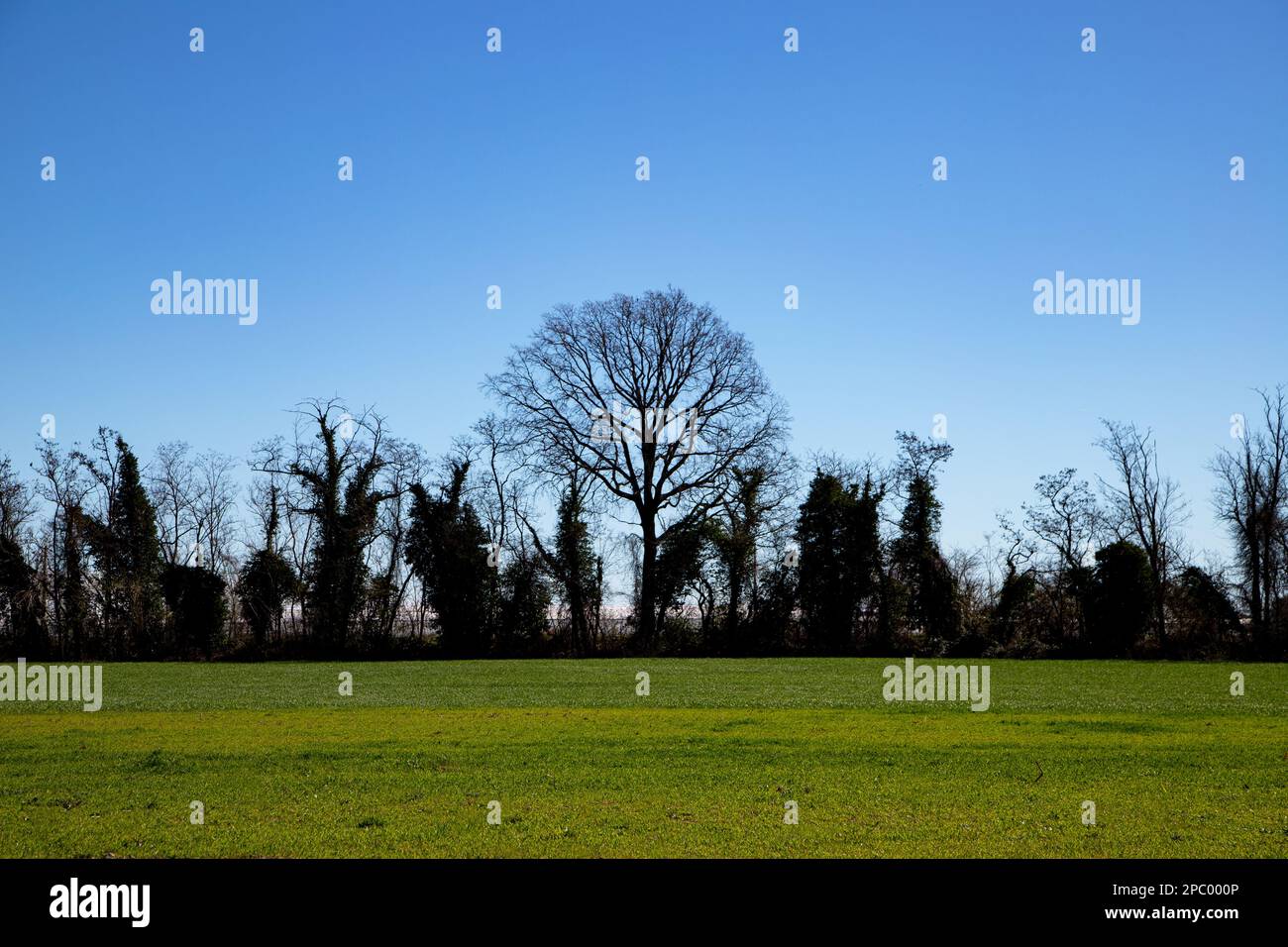 line of trees bordering the cultivated field Stock Photo - Alamy