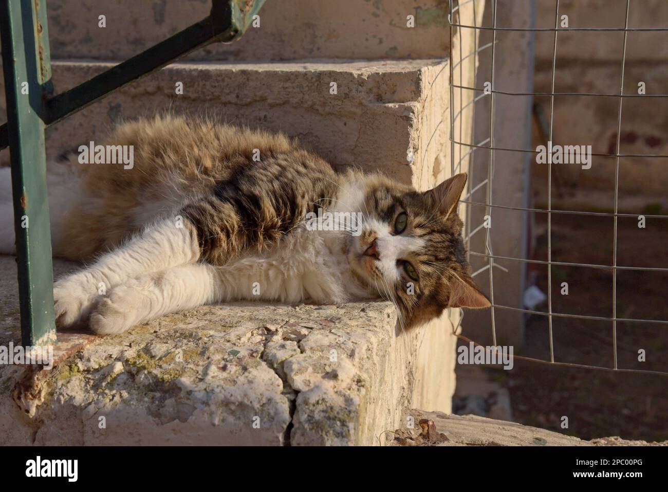 Stray cat in the inhabited alleyways in the Castle of Chios, Chios ...