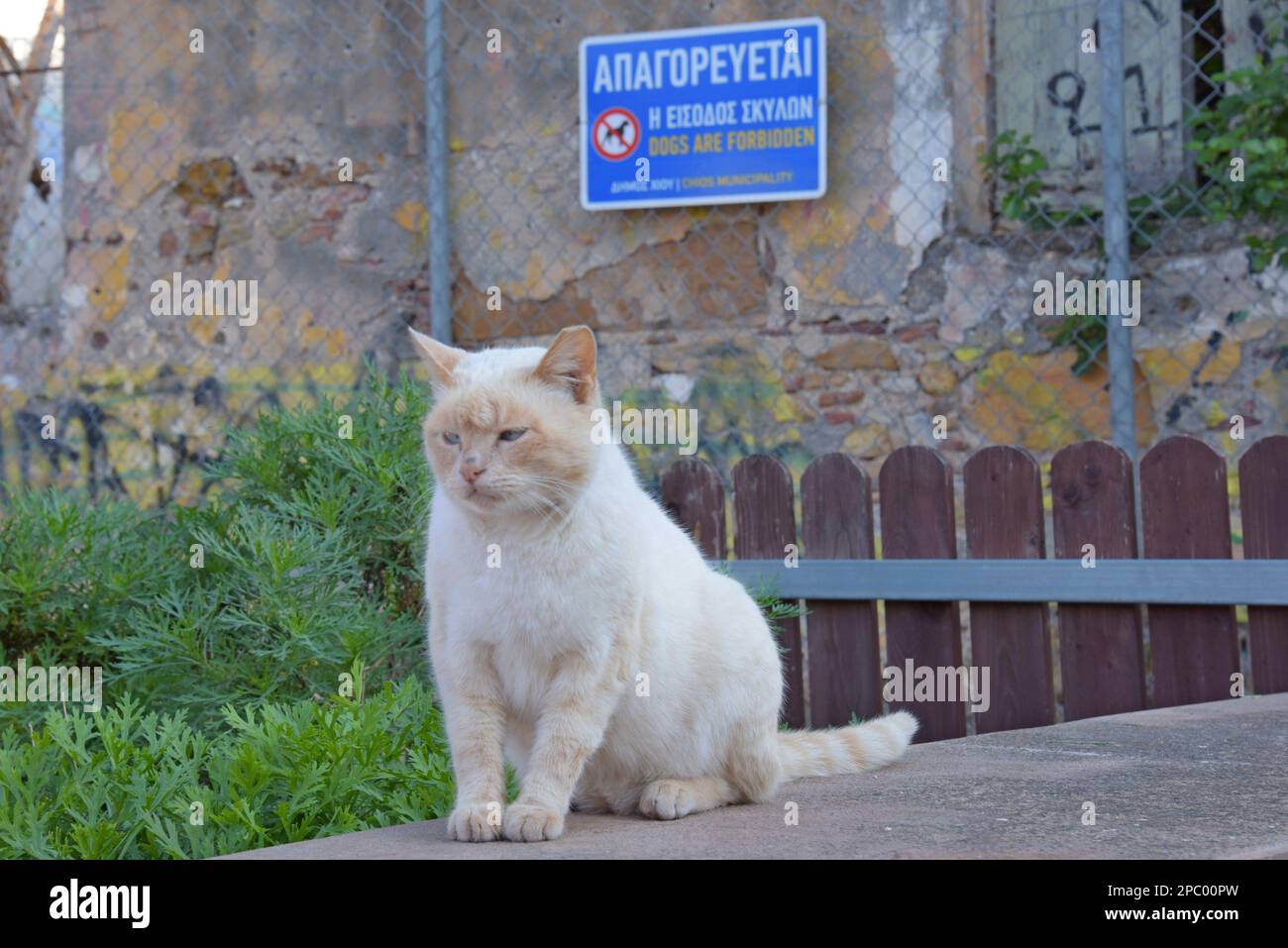 Stray cat in fron toa dogs forbidden sign in the inhabited alleyways in ...