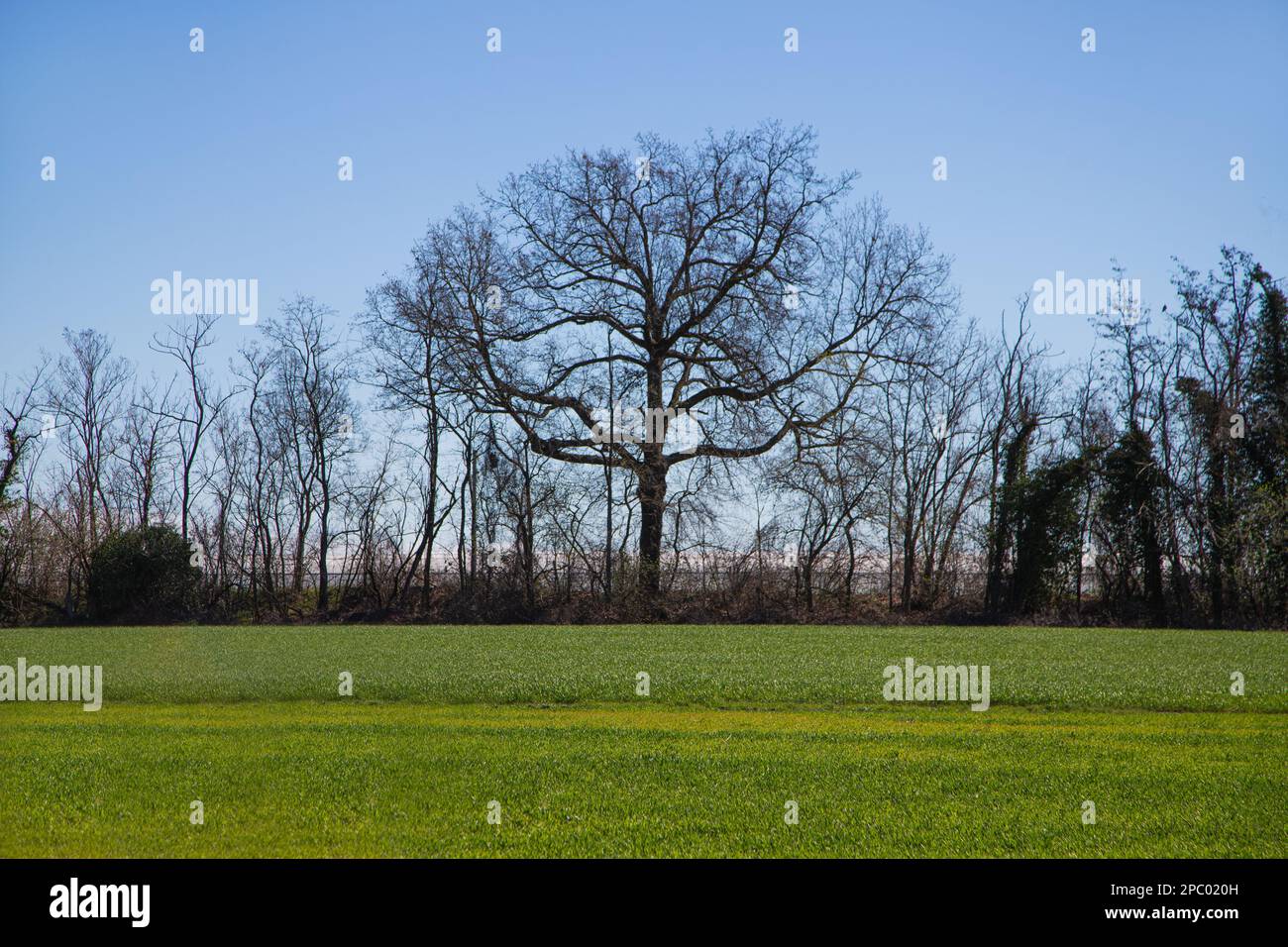 line of trees bordering the cultivated field Stock Photo - Alamy