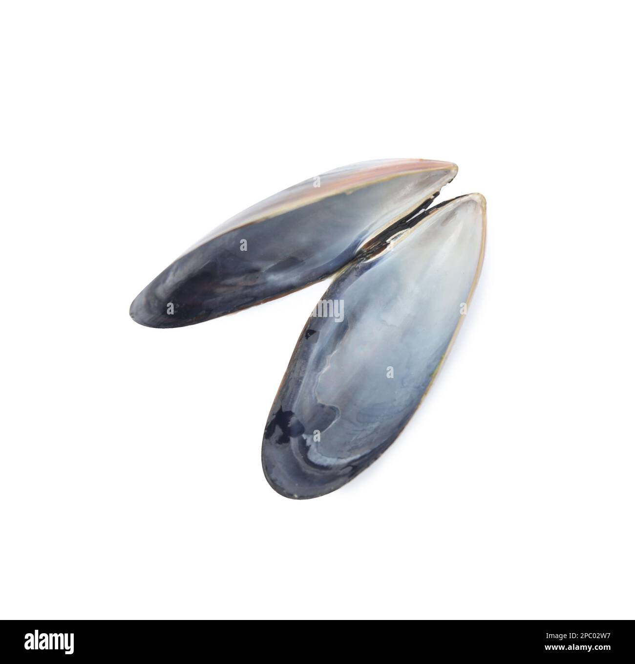 Open empty mussel shell isolated on white, top view Stock Photo - Alamy