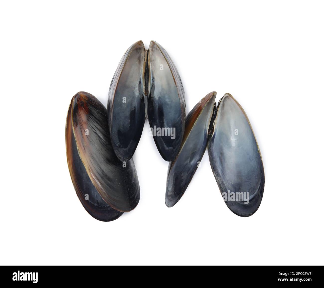 Open empty mussel shells on white background, top view Stock Photo - Alamy