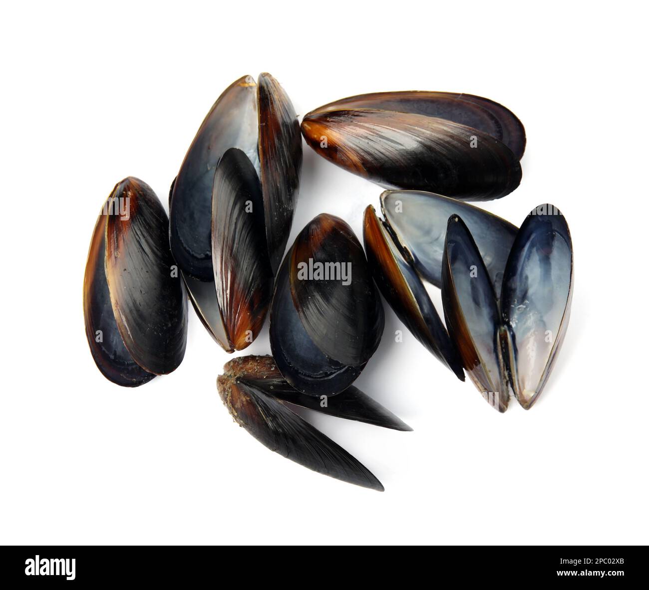 Open empty mussel shells on white background, top view Stock Photo - Alamy