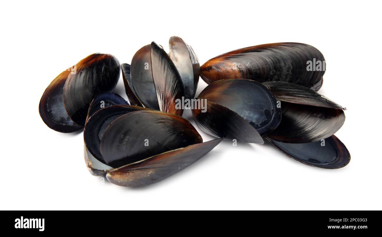 Open empty mussel shells on white background Stock Photo - Alamy
