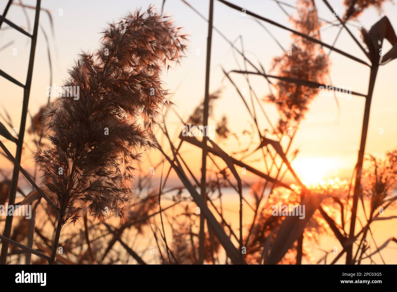 Fluffy reed plant near river at beautiful sunset, closeup Stock Photo ...