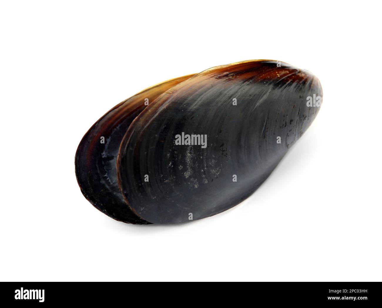 Mussel in sea Cut Out Stock Images & Pictures - Alamy