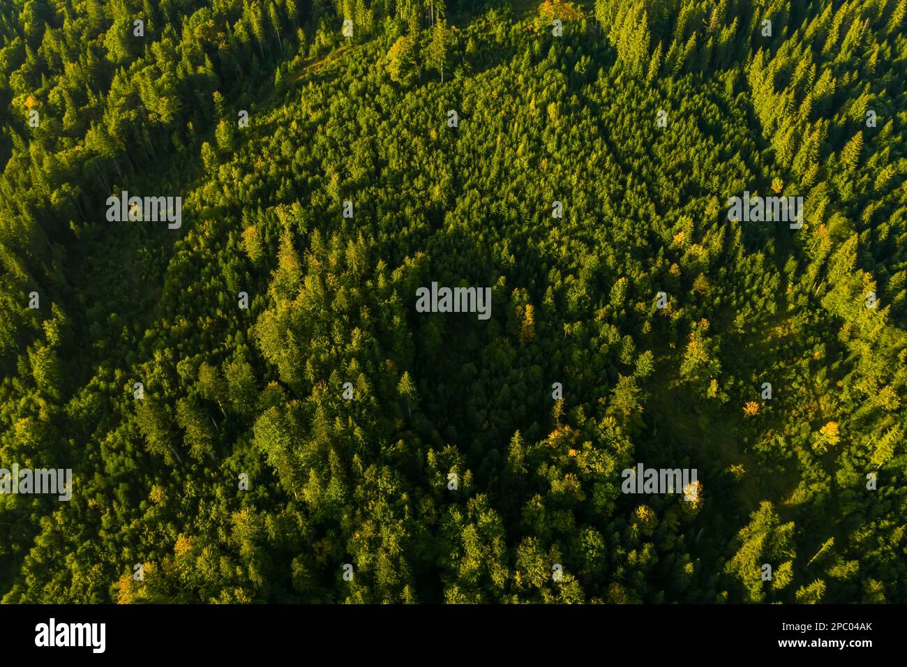 Aerial view of green trees on sunny day. Drone photography Stock Photo ...