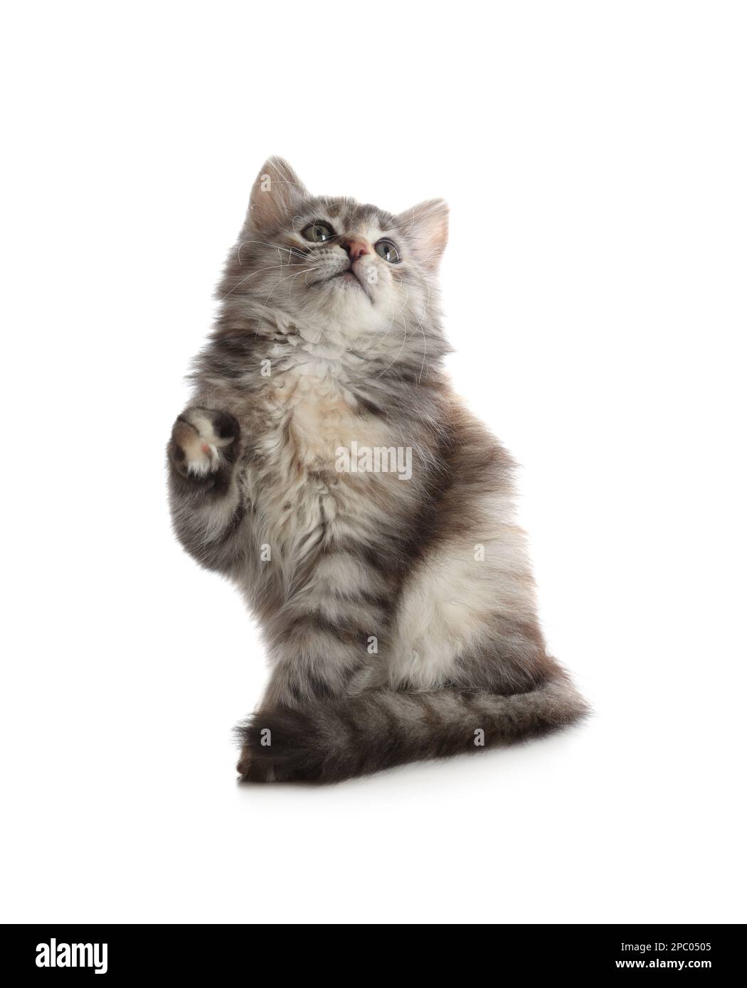 Cute fluffy kitten on white background. Baby animal Stock Photo - Alamy
