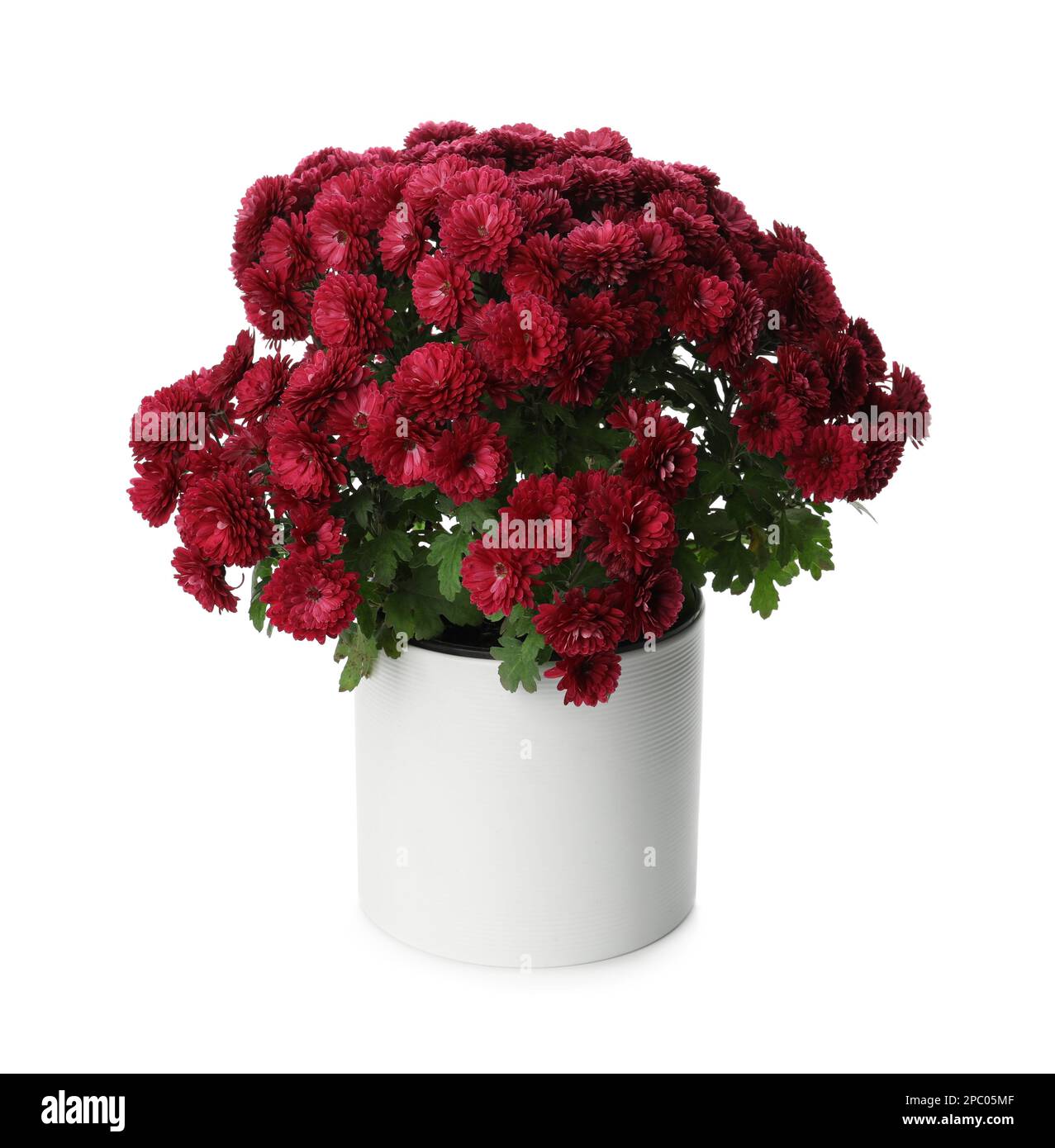 Chrysanthemum flowers in pot hi-res stock photography and images - Alamy