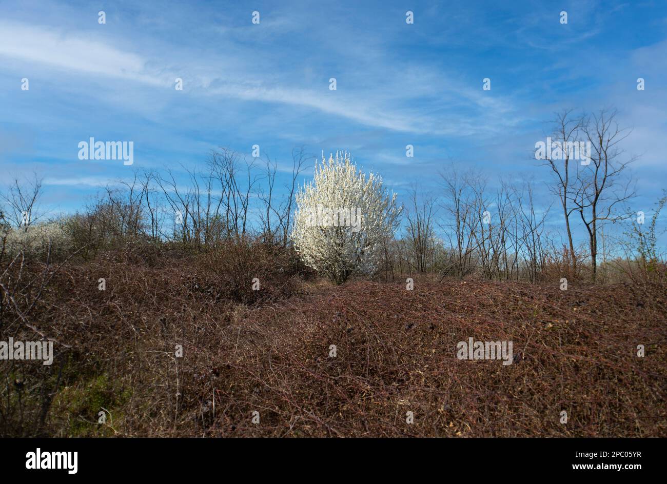 Tree wild flora botany hi-res stock photography and images - Alamy