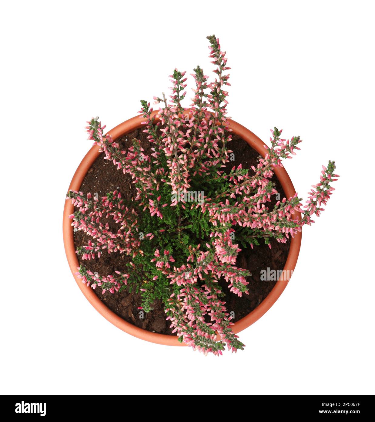 Beautiful heather in flowerpot isolated on white, top view Stock Photo ...