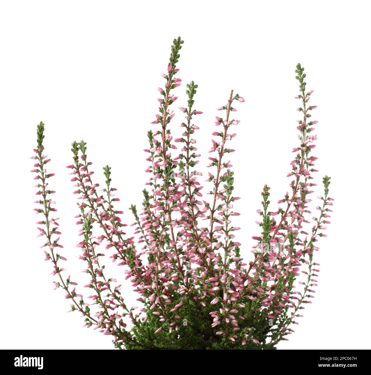 Heather with beautiful flowers on white background Stock Photo - Alamy