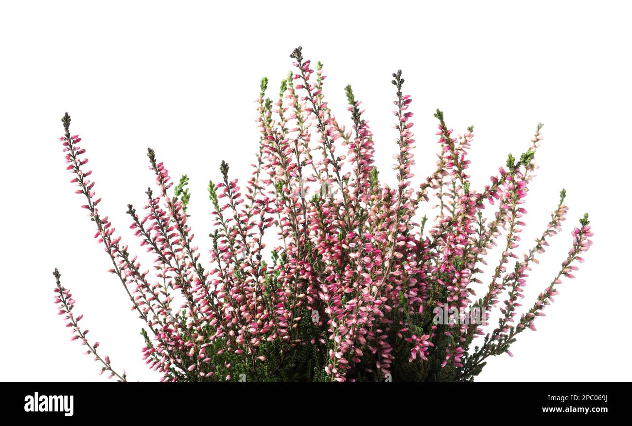 Heather with beautiful flowers on white background Stock Photo - Alamy
