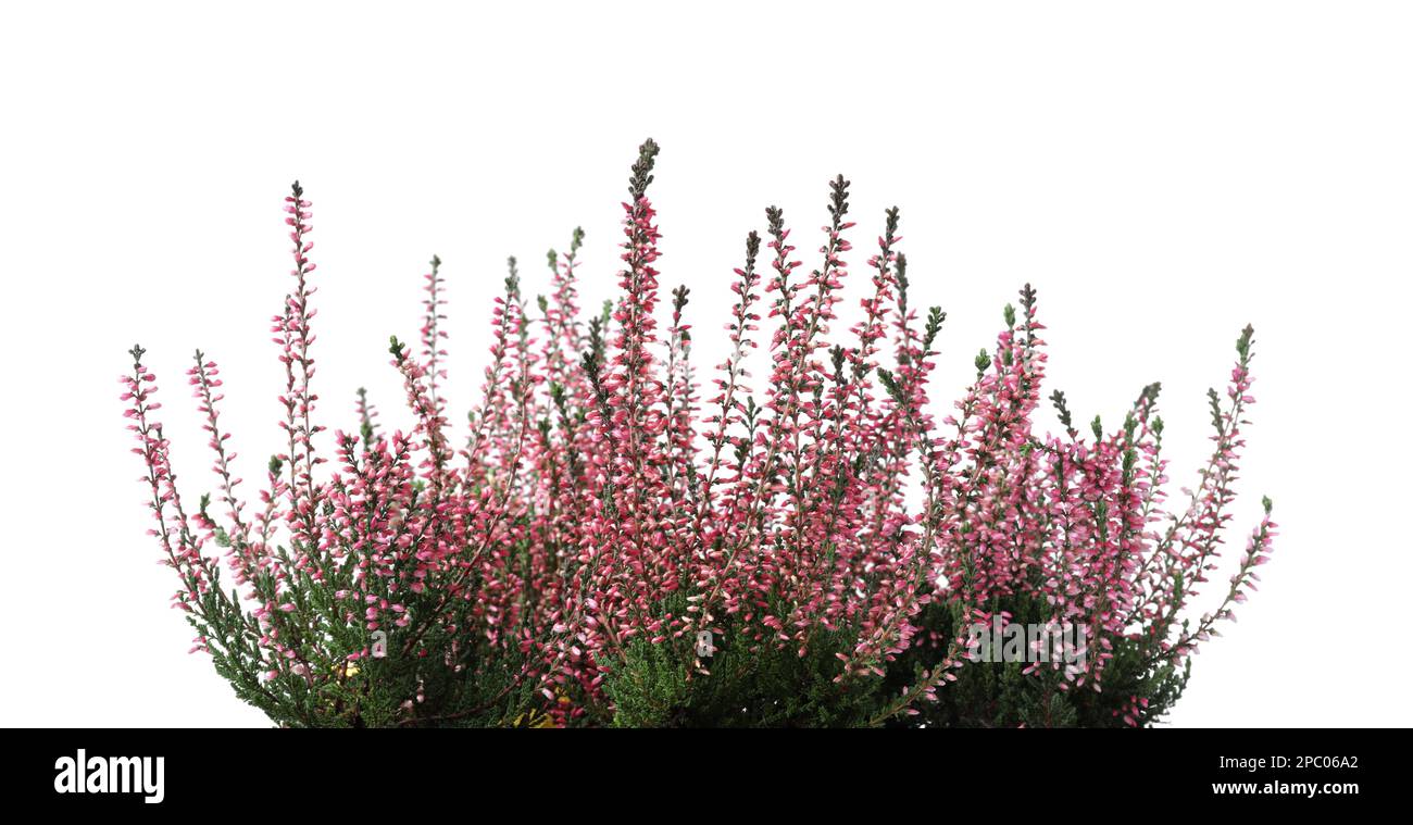 Heather with beautiful flowers on white background Stock Photo - Alamy
