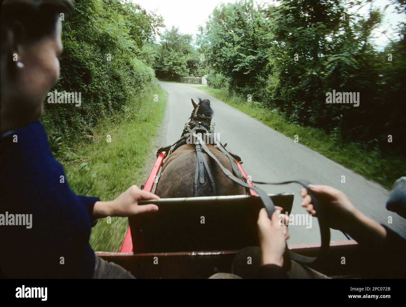 Irish women drive a horse-drawn trap, a 2-wheeled cart, on a boreen ...