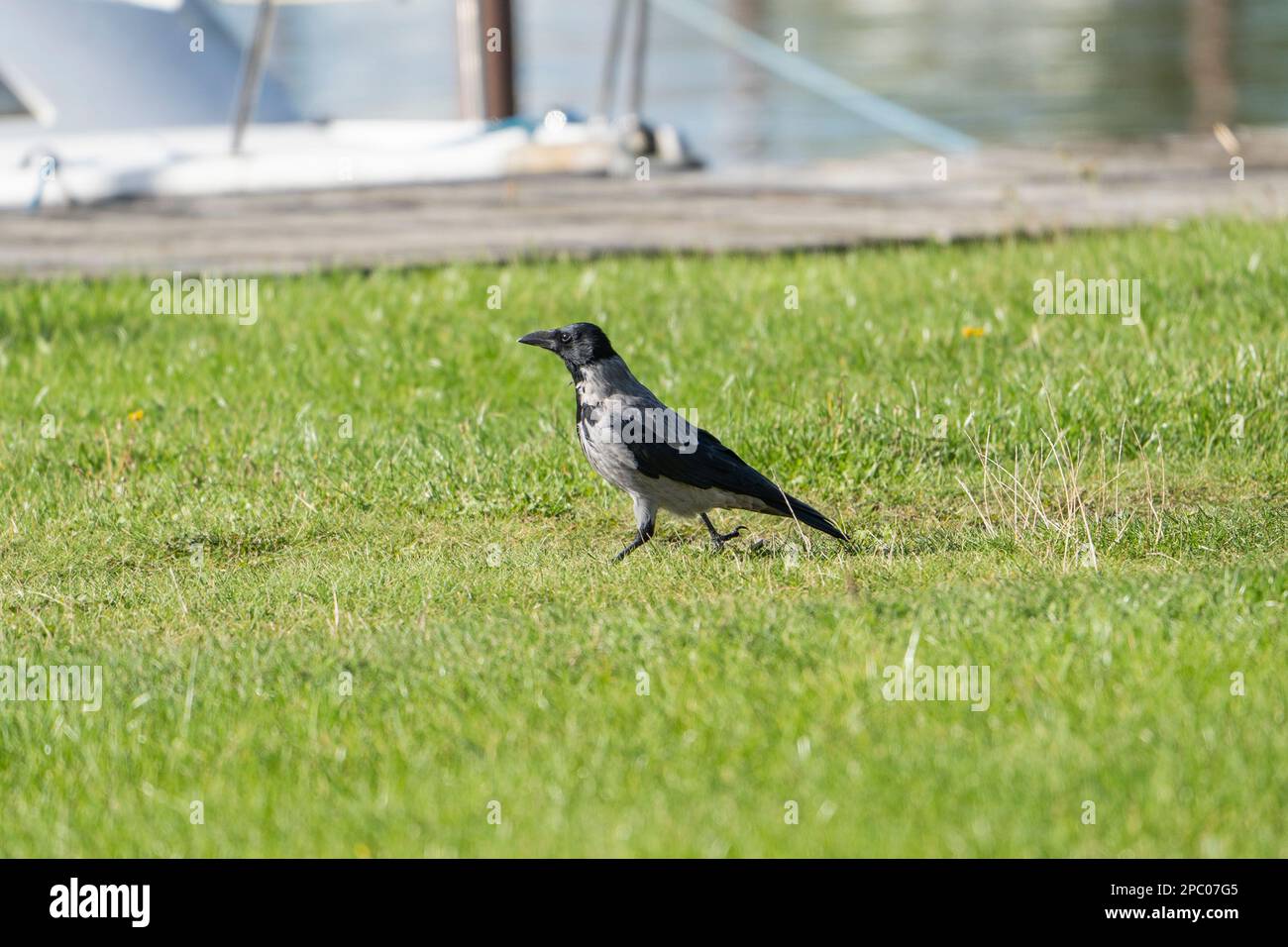 Crow in a green landscape. A crow is a large, intelligent, black bird ...
