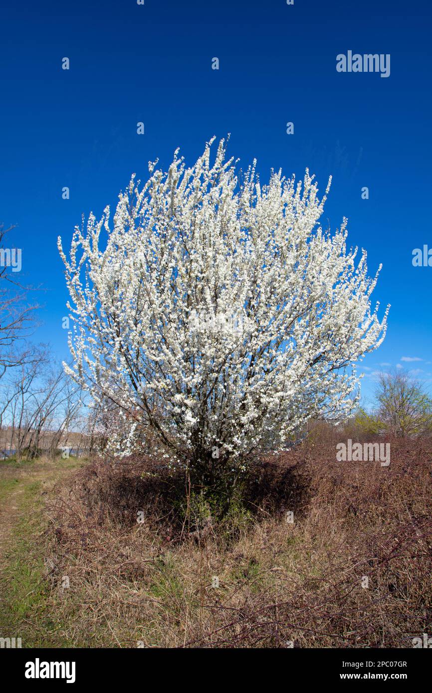 Tree wild flora botany hi-res stock photography and images - Alamy