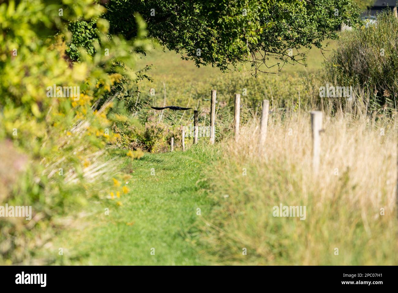 Crow in a green landscape. A crow is a large, intelligent, black bird ...
