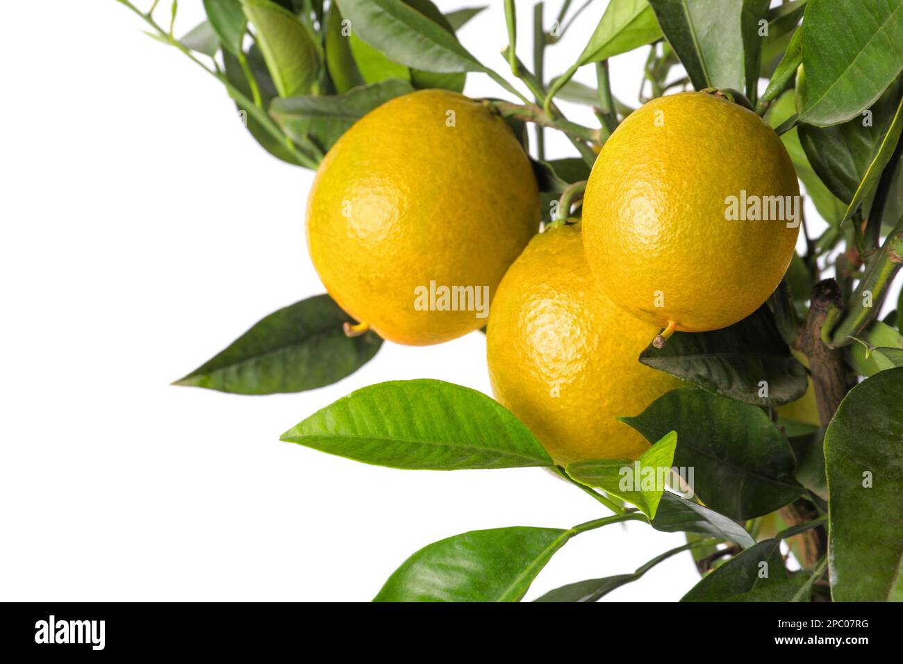 Lemon tree branches with ripe fruits on white background Stock Photo ...