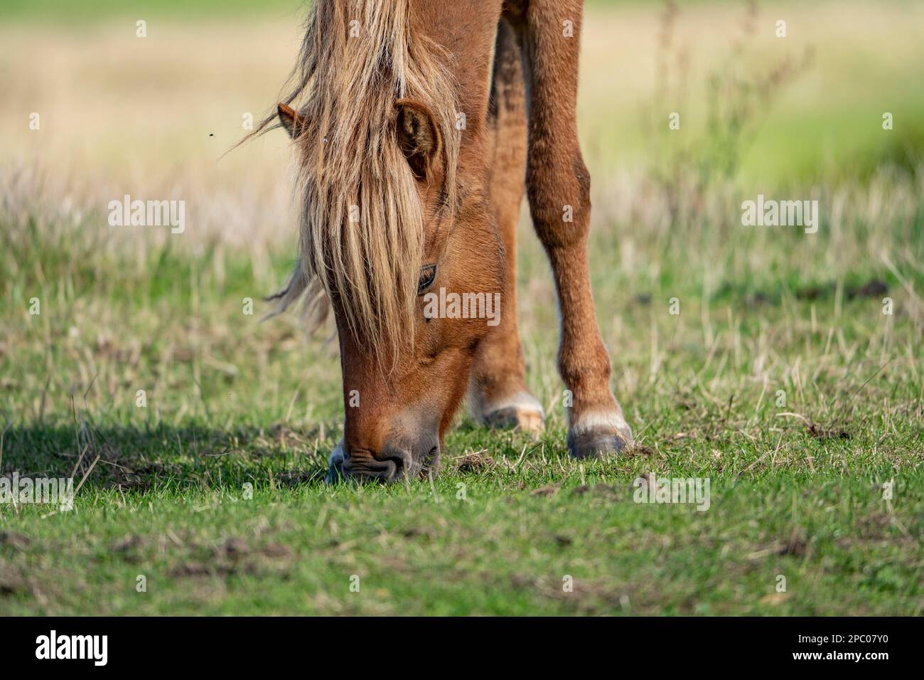 People With Four Legs