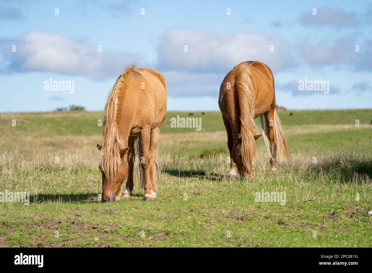 Brown horse. A horse is a large animal with four legs that people ride ...