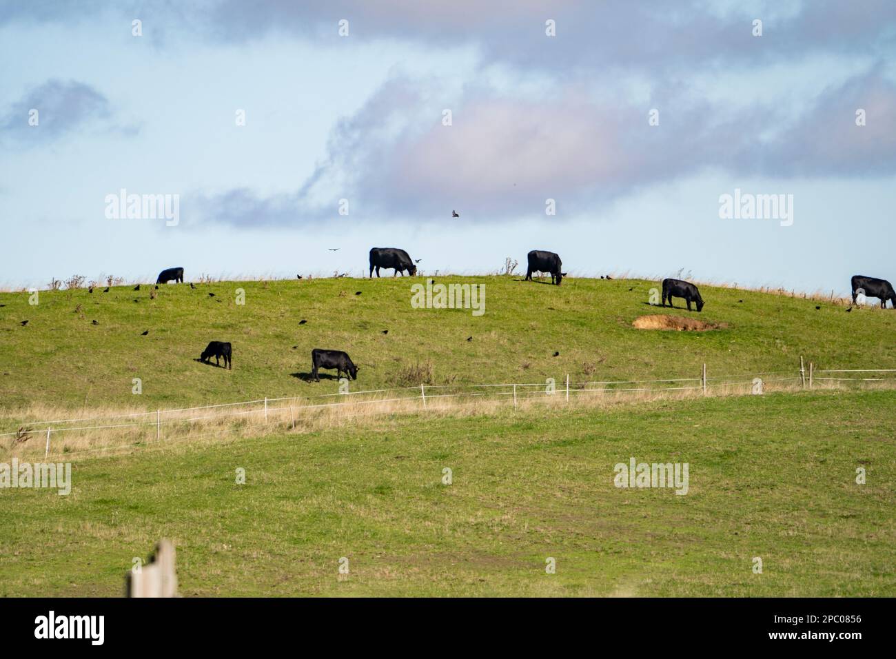 A horse is a large animal with four legs that people ride on or use for ...