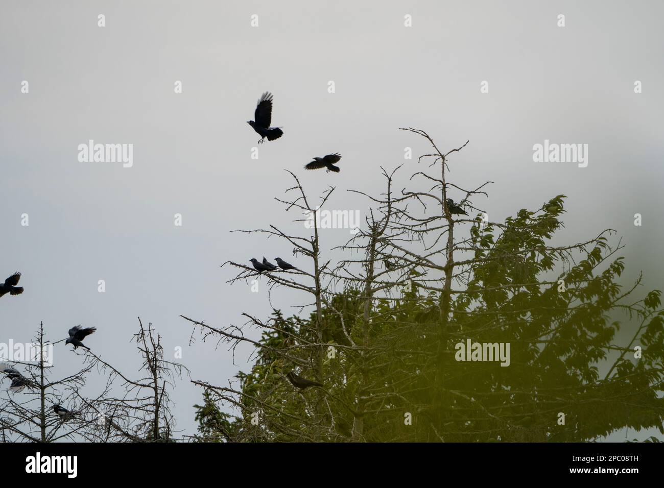 Crows are familiar over much of the continent: large, intelligent, all ...